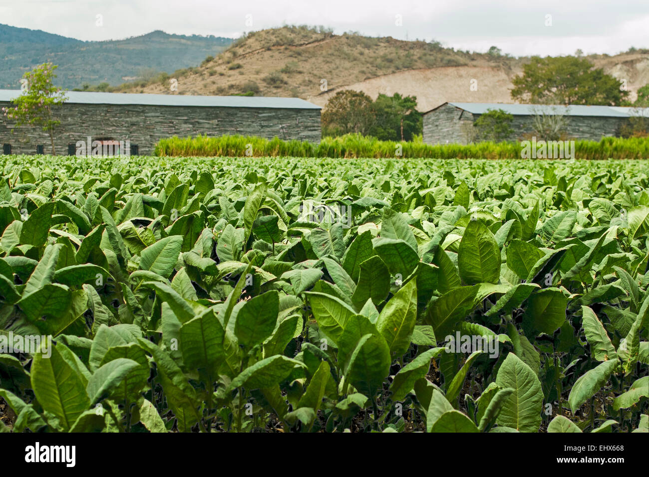 Tobacco crop for export hi-res stock photography and images - Alamy