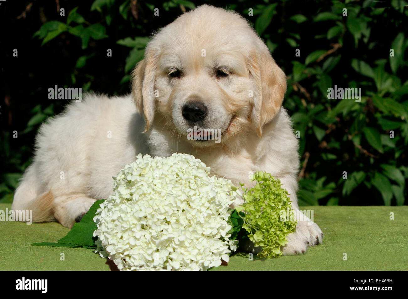 Golden Retriever Puppy 6 weeks old lying next white Hydrangea flower ...
