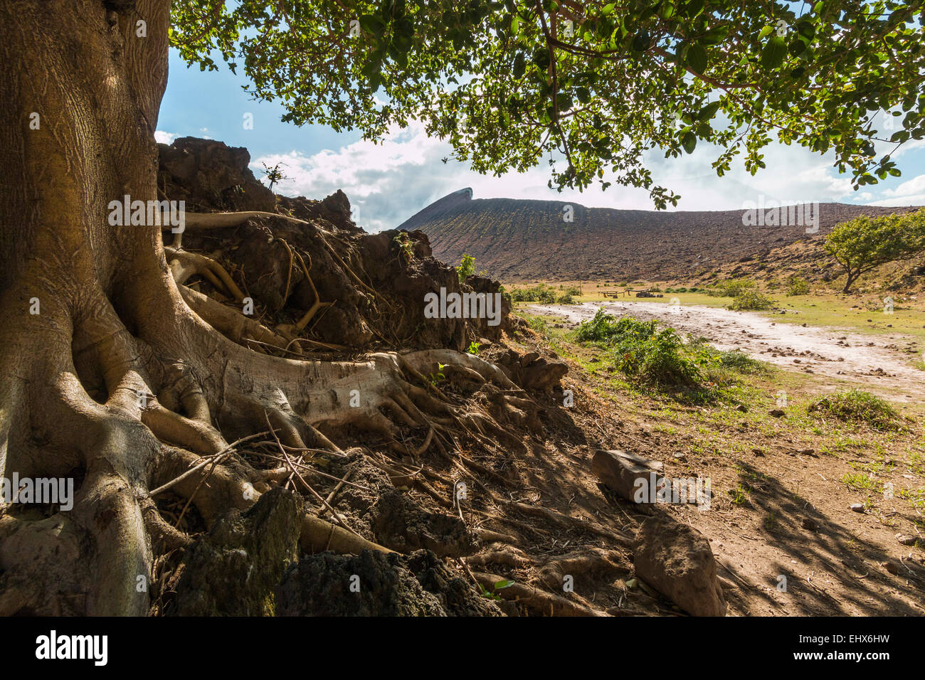 Buttress root tree and the volcano crater of active Volcan Telica in ...