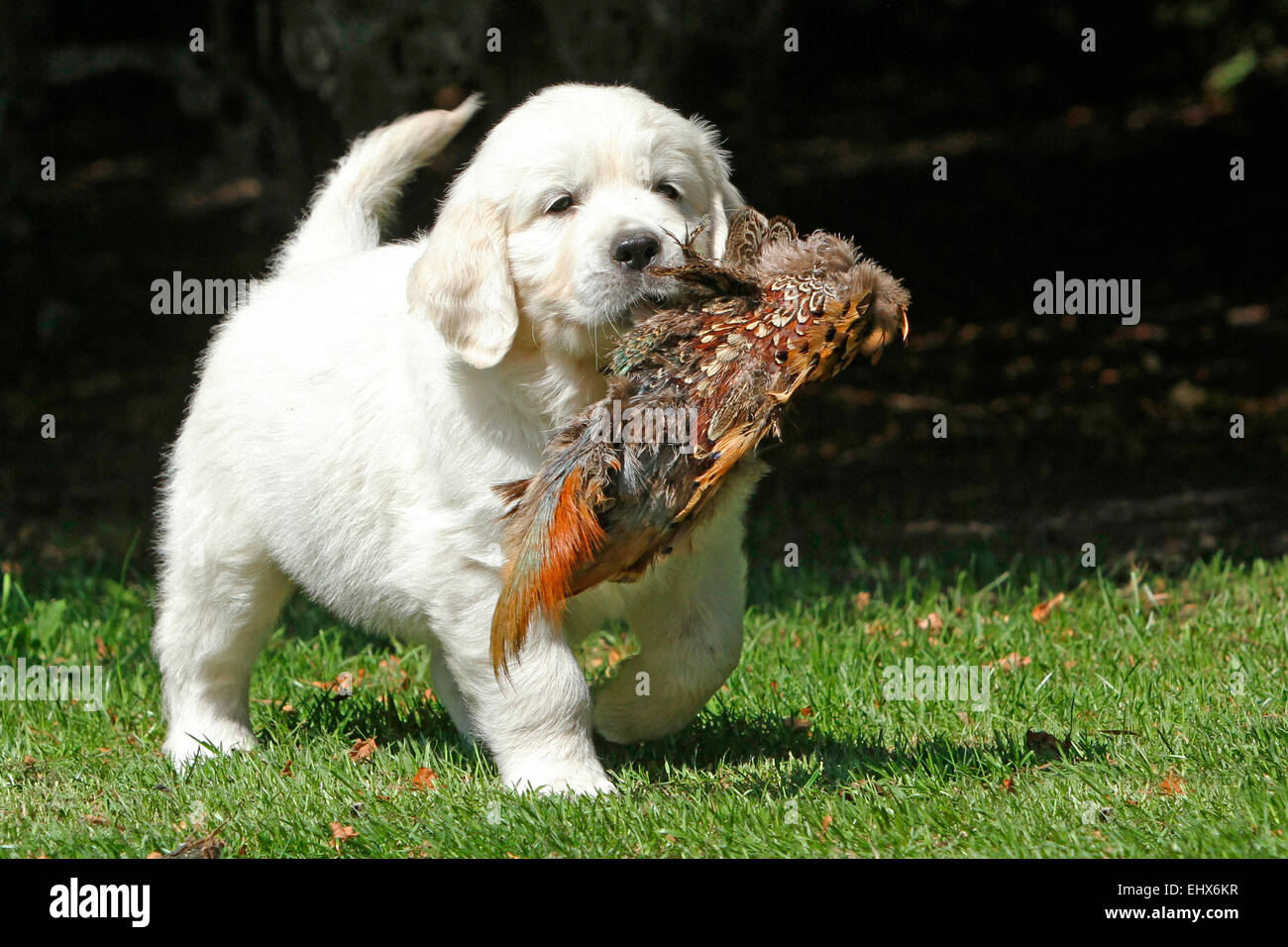 Golden Retriever Puppy returning wing Germany Stock Photo - Alamy