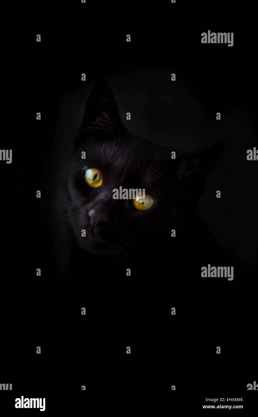 Face of black cat in front of black background Stock Photo - Alamy