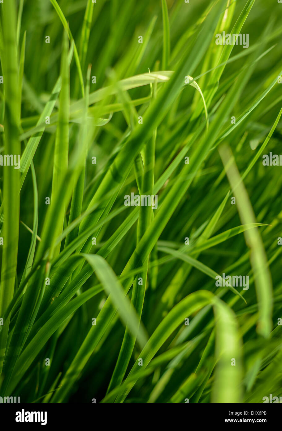 Long Lush Grass Stock Photo - Alamy