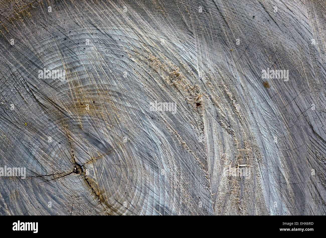 Cross cut wood texture hi-res stock photography and images - Alamy