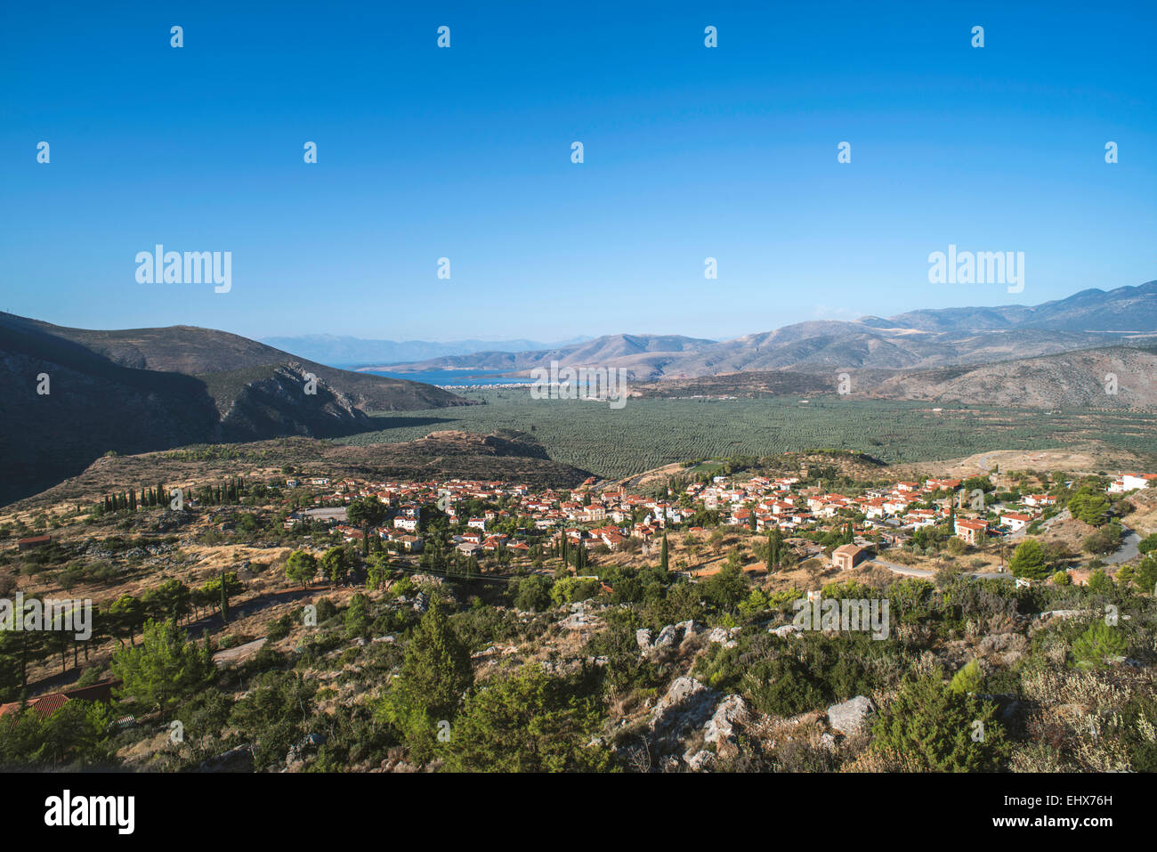 Olive trees in delphi hi-res stock photography and images - Alamy