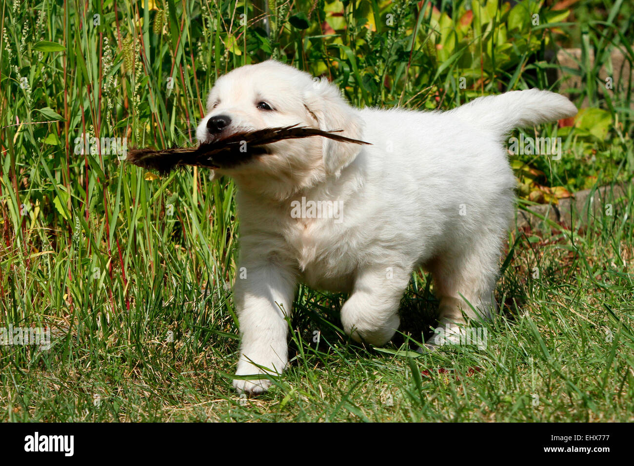 Golden Retriever Puppy returning wing Germany Stock Photo - Alamy