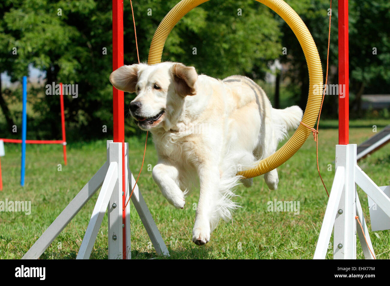 Golden Retriever Bitch 3 years old jumping through tire an obstacle ...