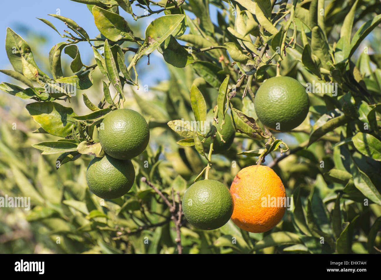 Greece, Peloponnese, oranges on a branch Stock Photo - Alamy