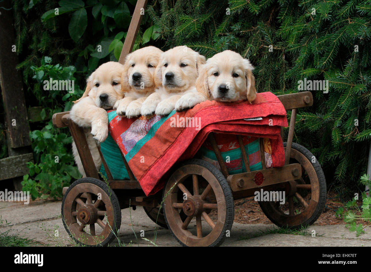 Golden Retriever Four puppies hand cart Germany Stock Photo - Alamy