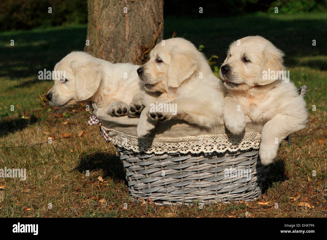 Golden retriever three puppies hi-res stock photography and images - Alamy
