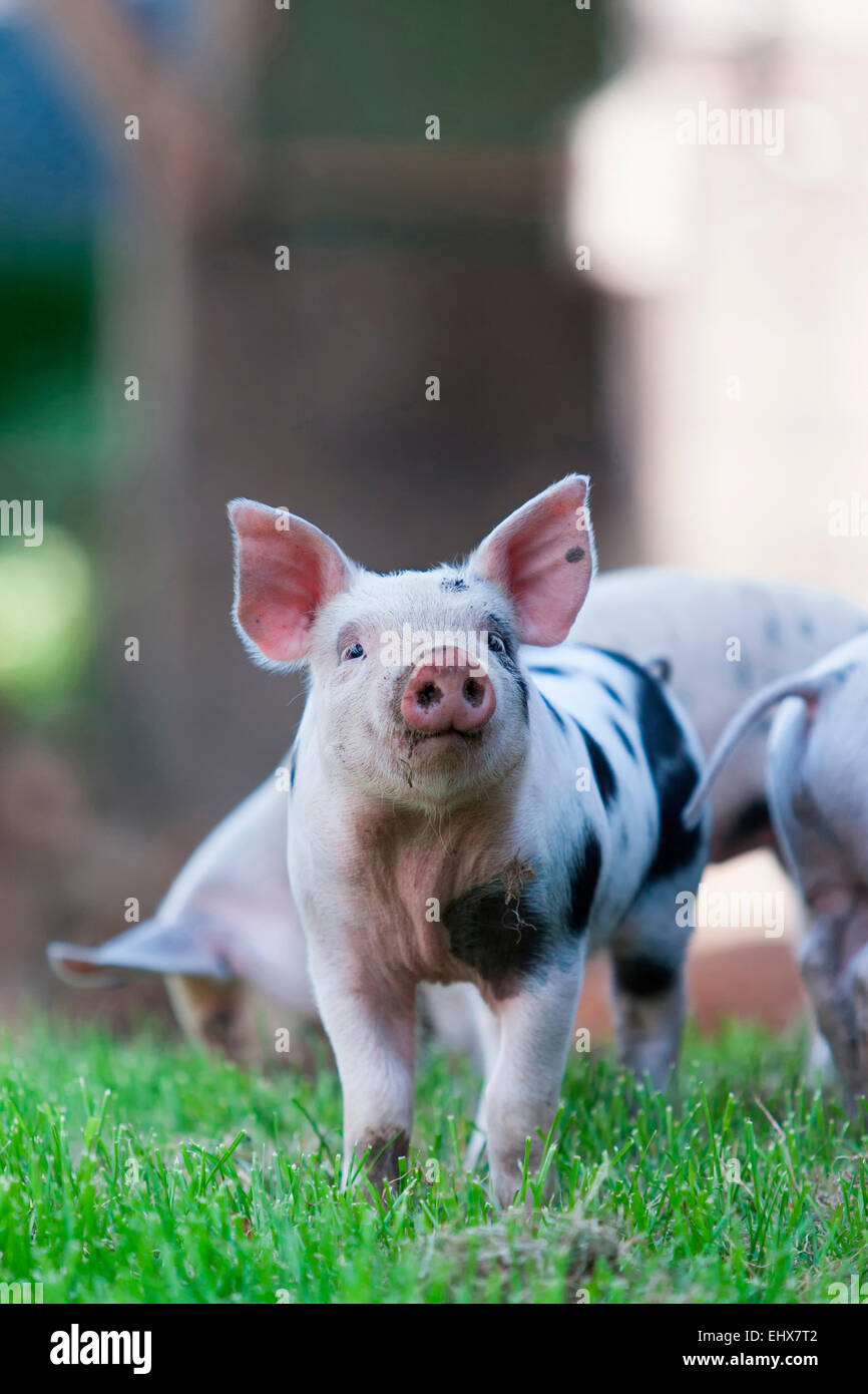 Domestic pig Free-ranging piglets Demeter farm Germany Stock Photo - Alamy