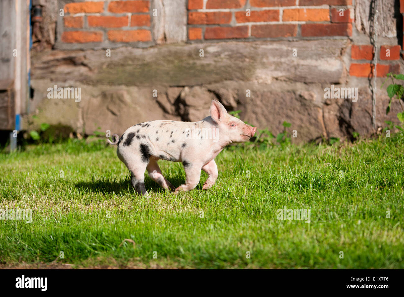 Domestic pig Free-ranging piglet Demeter farm Germany Stock Photo - Alamy