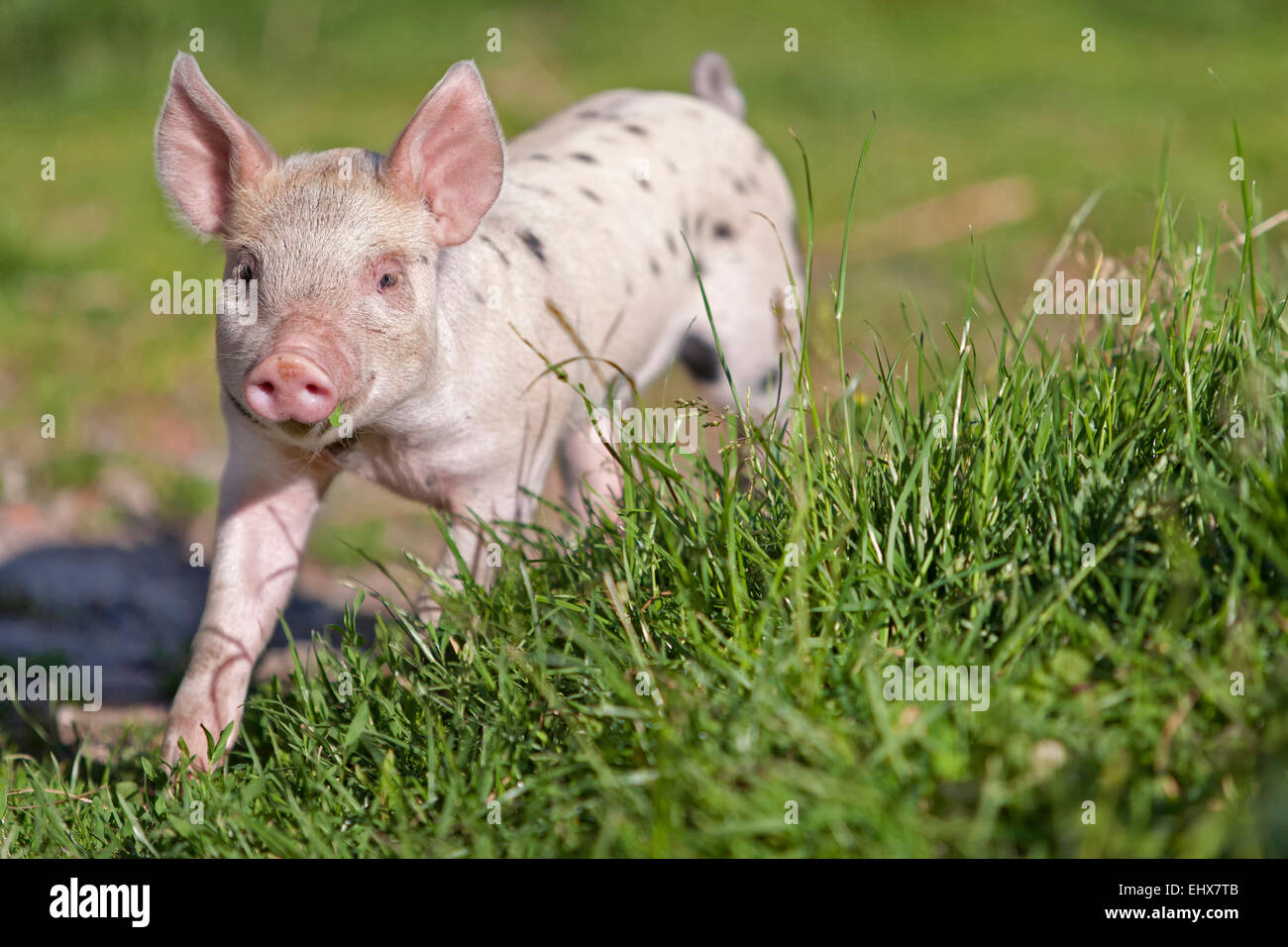 Domestic pig Free-ranging piglet Demeter farm Germany Stock Photo - Alamy