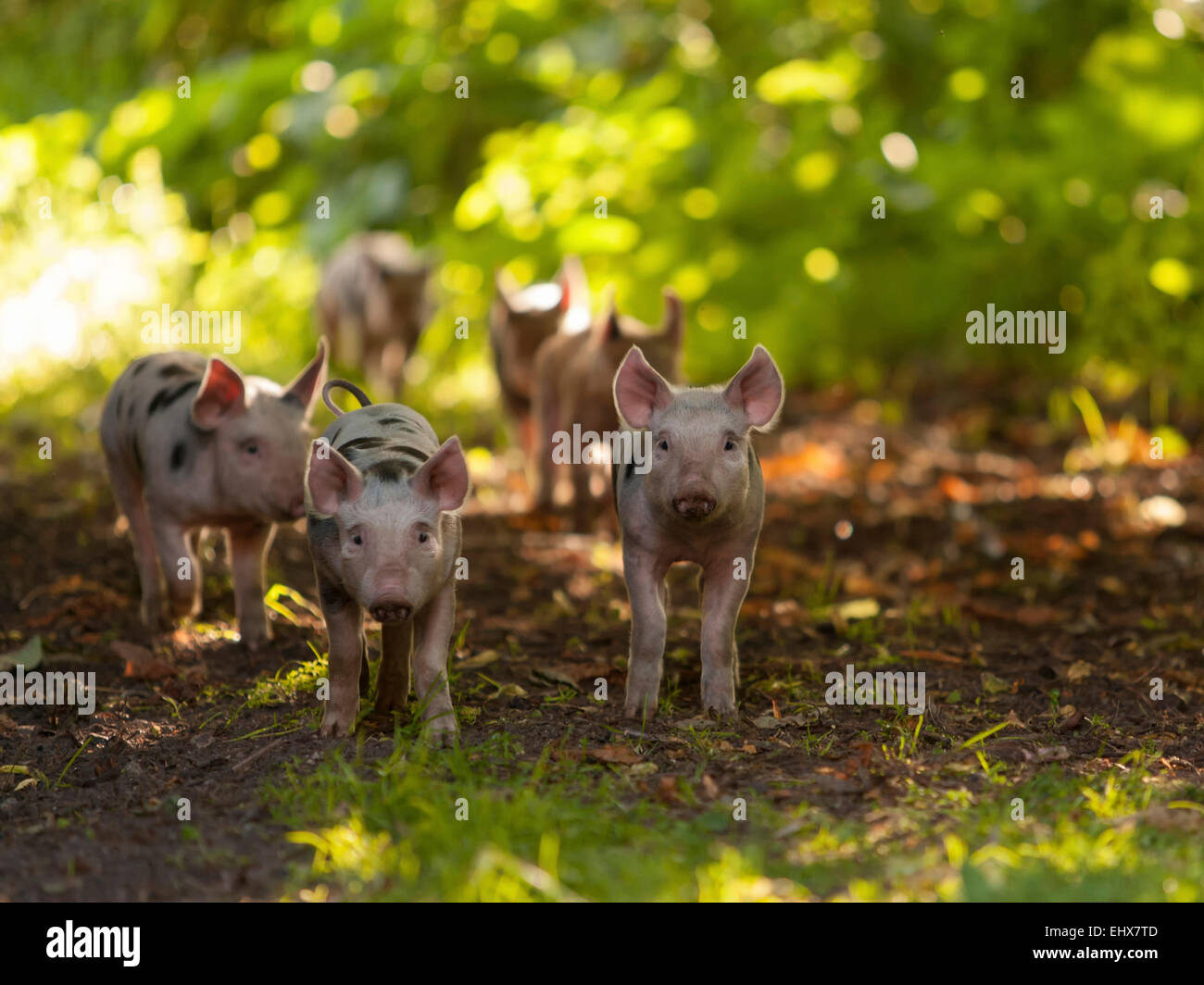 Domestic pig Free-ranging piglets Demeter farm Germany Stock Photo - Alamy