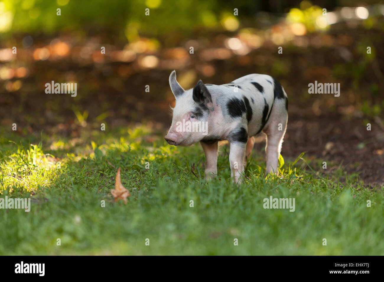 Domestic pig Free-ranging piglet Demeter farm Germany Stock Photo - Alamy
