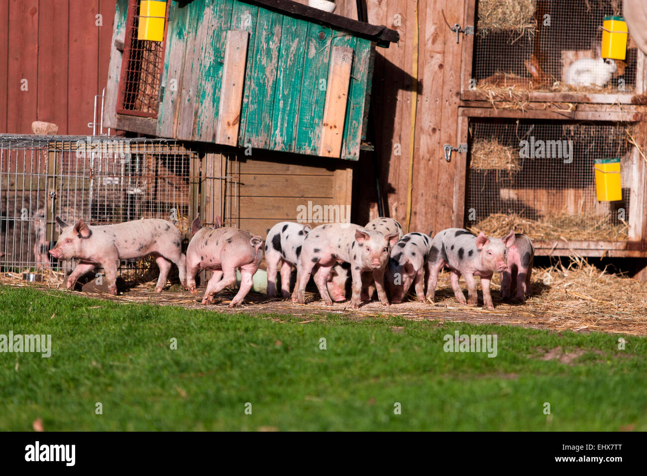 Domestic pig Free-ranging piglets Demeter farm Germany Stock Photo - Alamy
