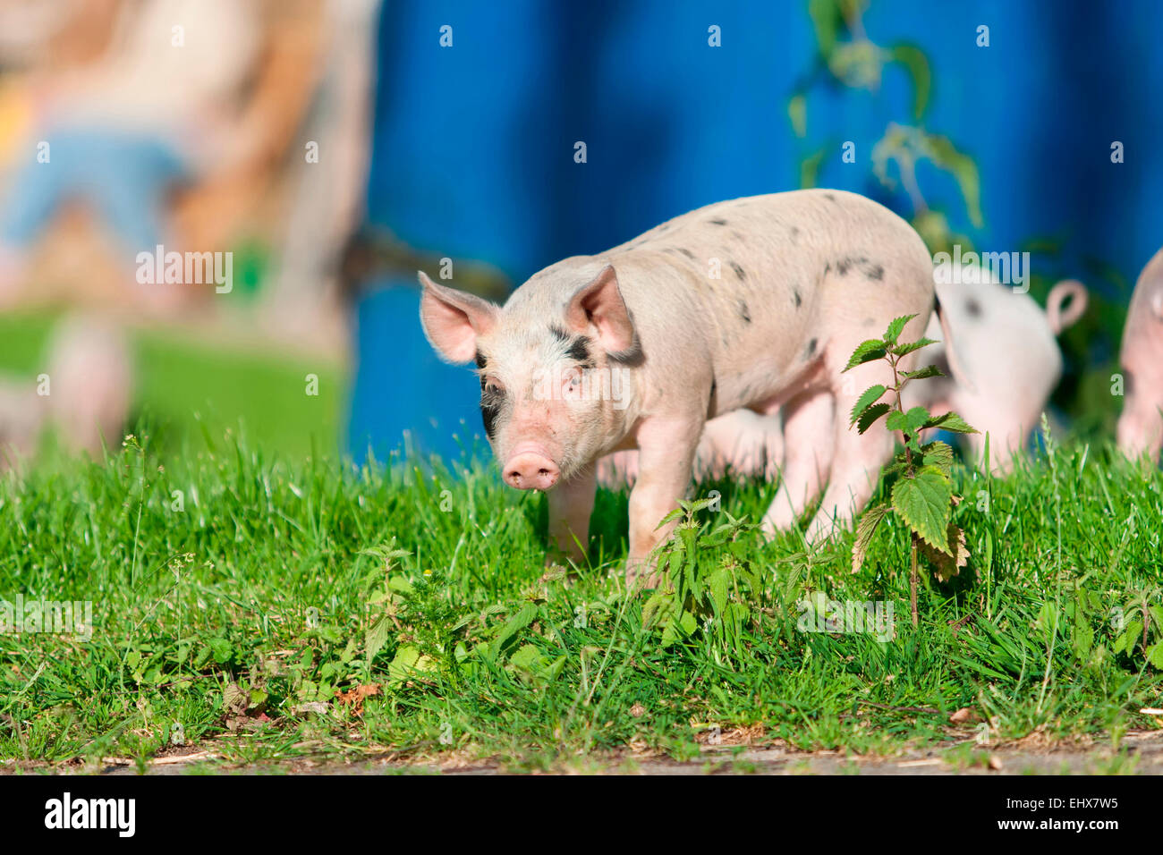 Domestic pig Free-ranging piglets Demeter farm Germany Stock Photo - Alamy