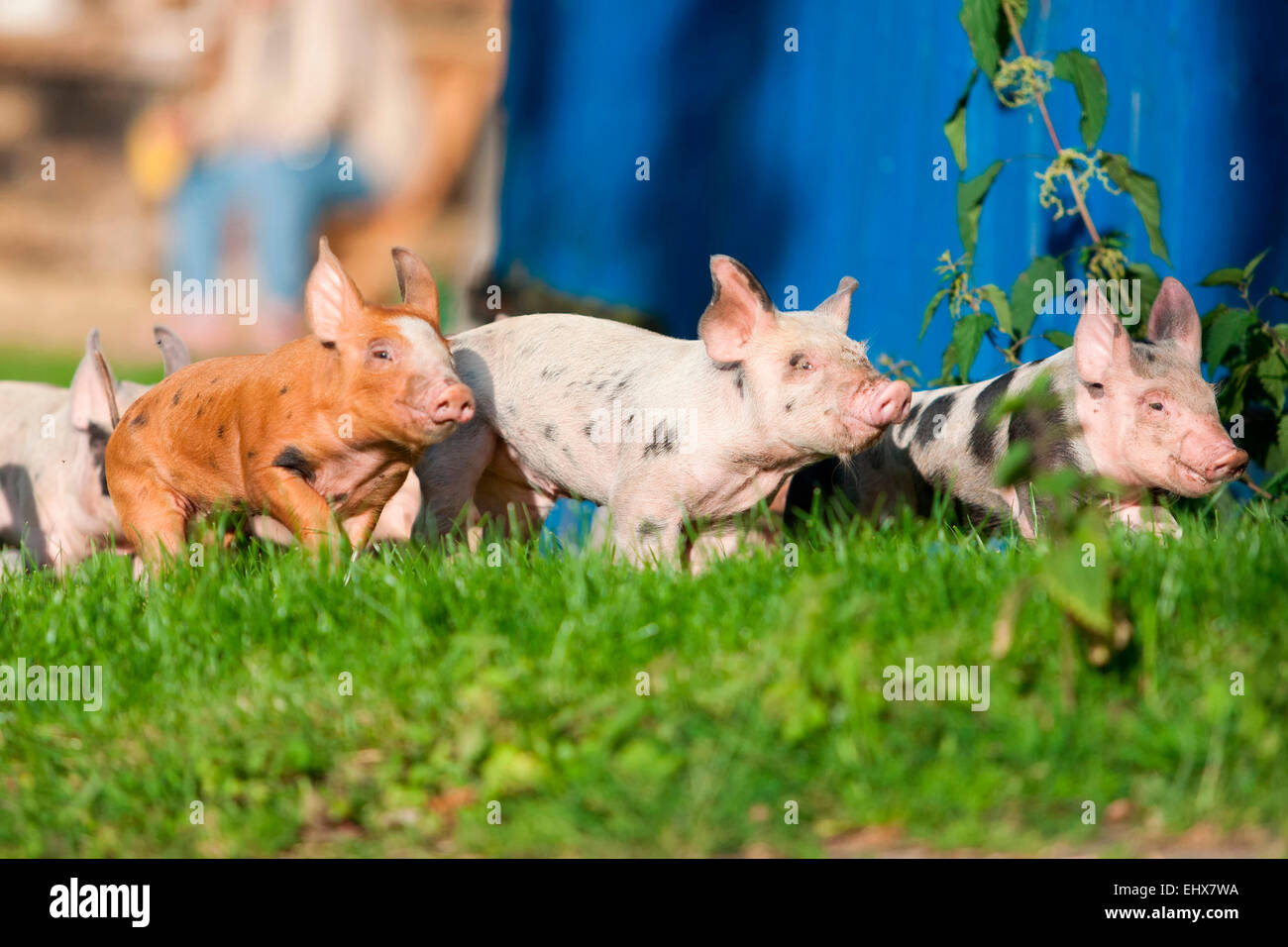 Domestic pig Free-ranging piglets Demeter farm Germany Stock Photo - Alamy