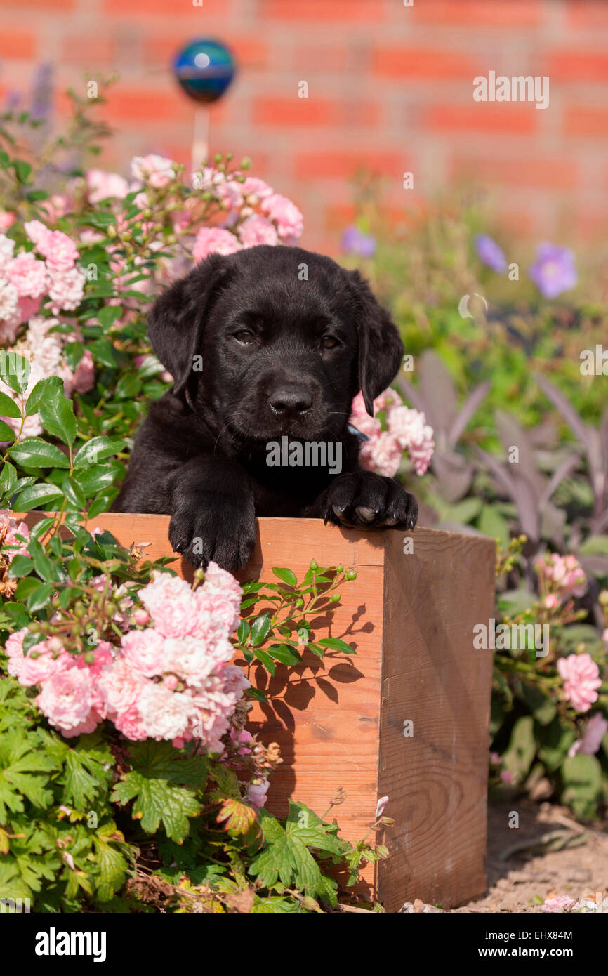 Labrador Retriever Black puppy wooden box garden Germany Stock Photo ...