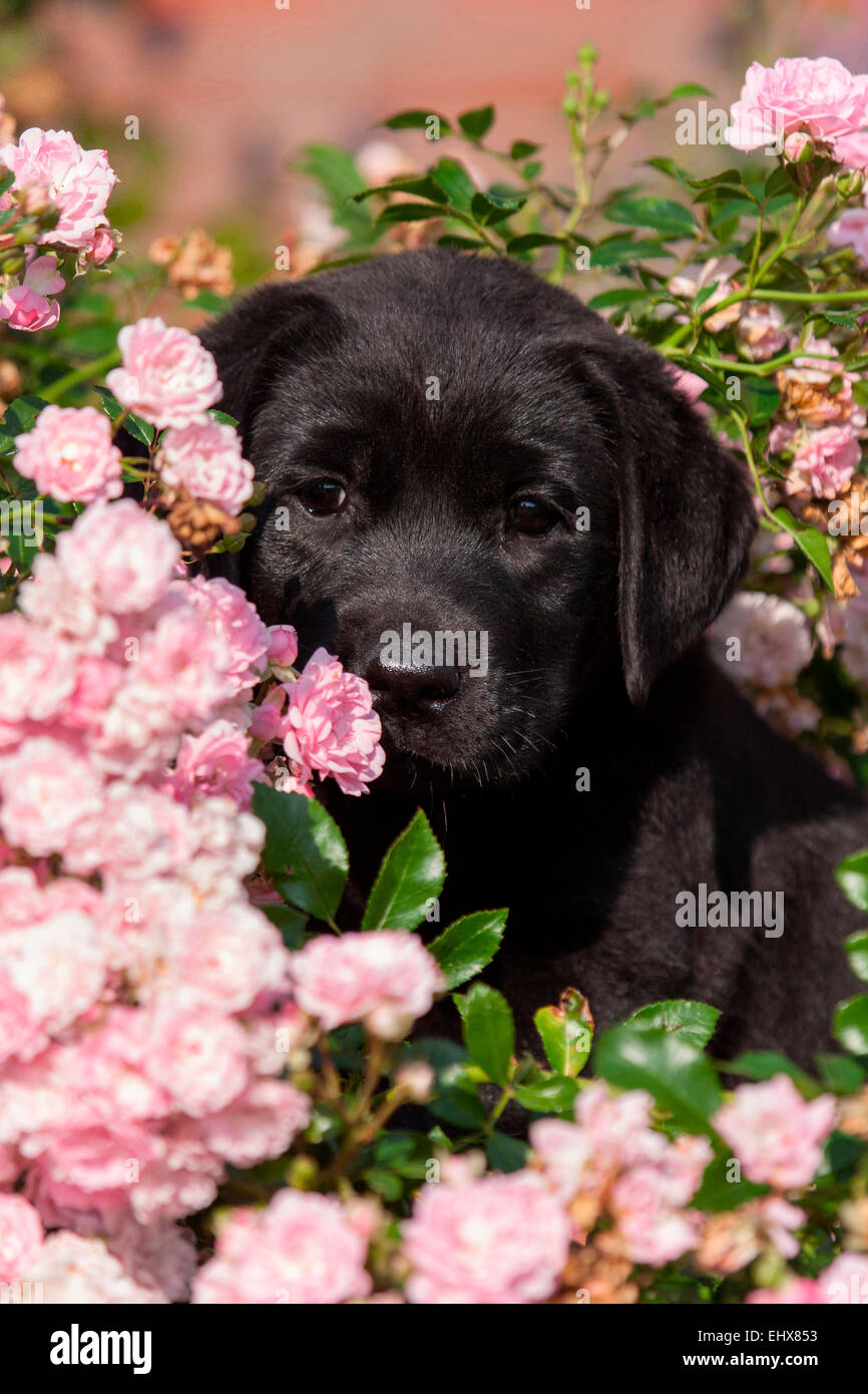 Labrador Retriever Black puppy hiding flowering roses Germany Stock ...