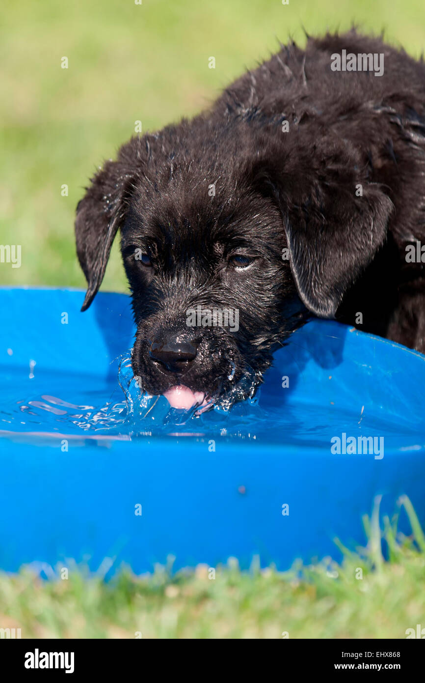 Puppies Drinking Water