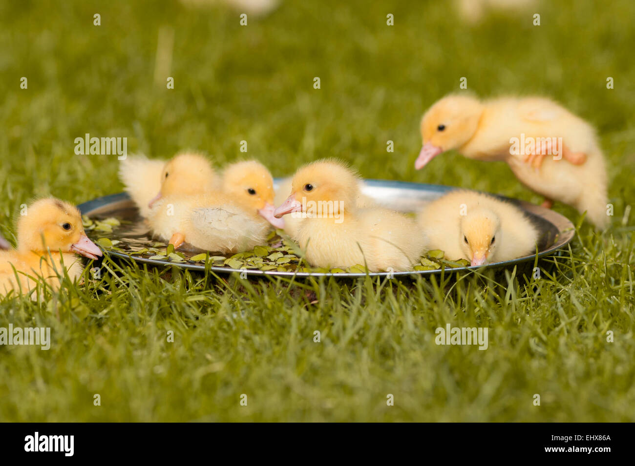 Muscovy Duck Cairina moschata Ducklings swimming dish filled water ...