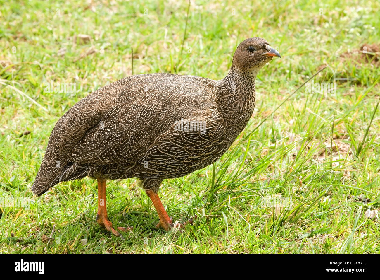 Francolin (Francolinus capensis), Kirstenbosch National Botanical ...