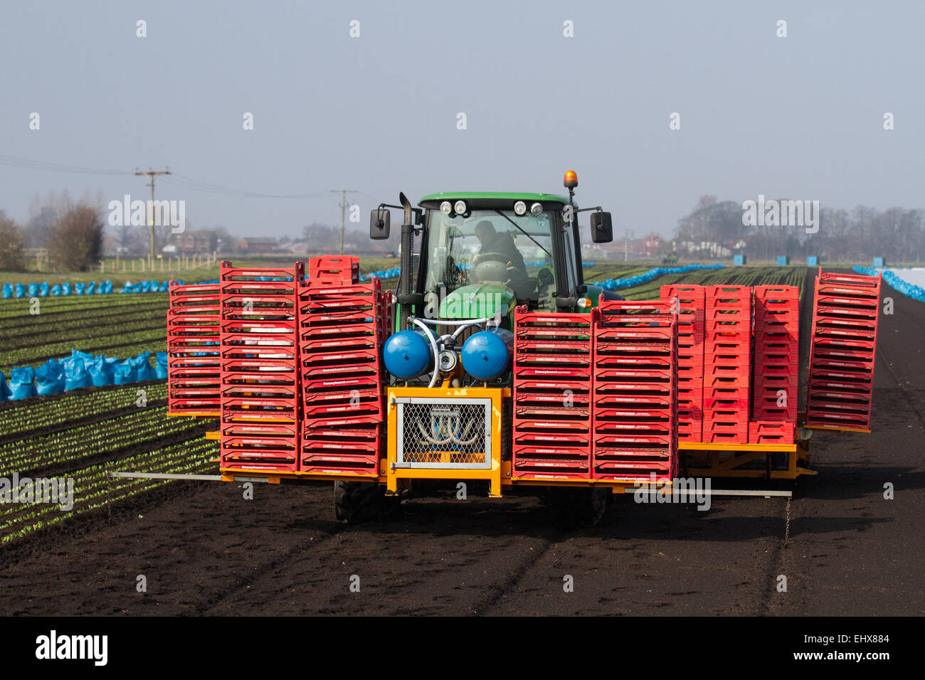 Trays of Lettuce seedlings in automatic planter ready for planting in ...