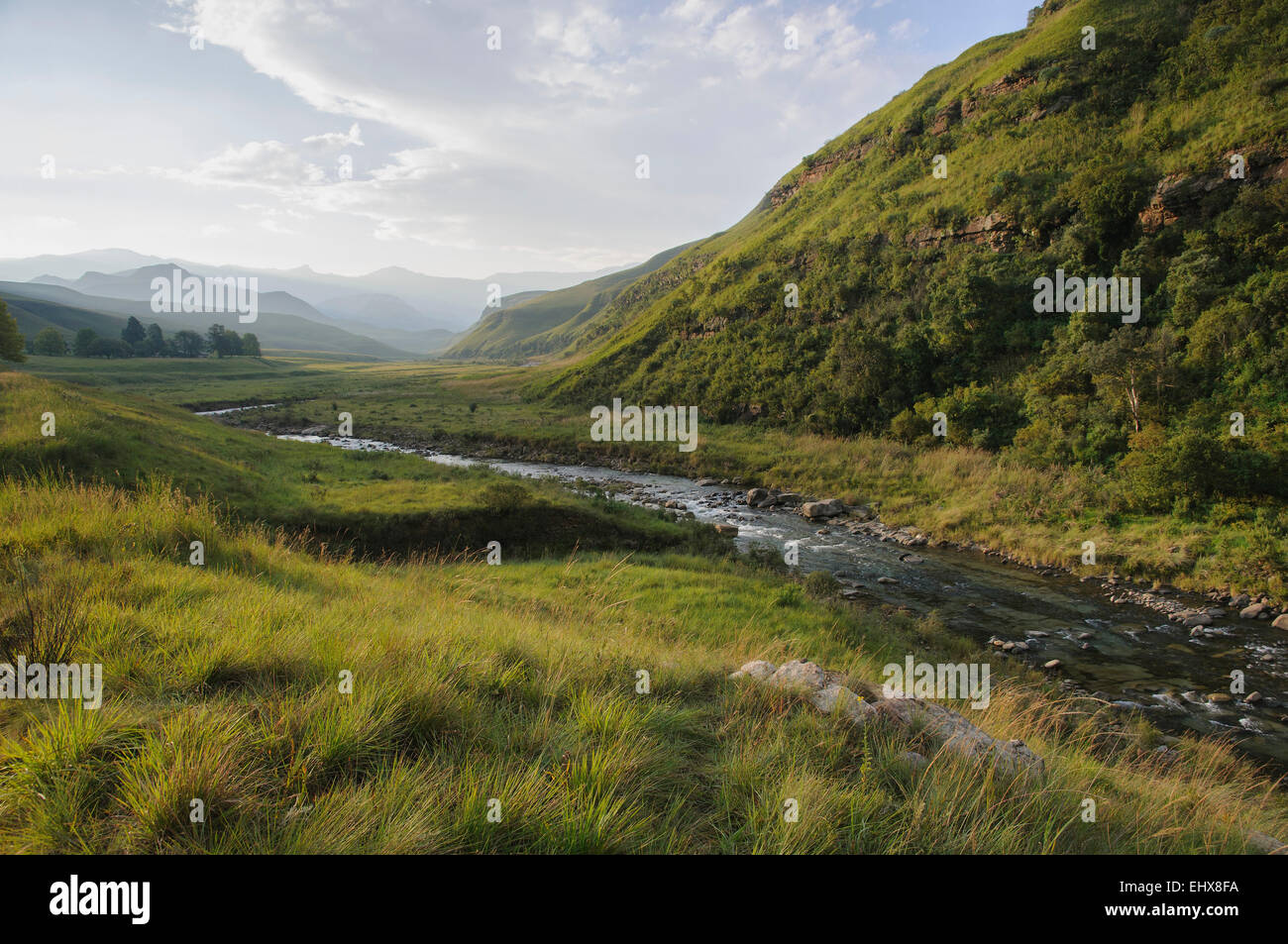 Grass landscape with a river, Lotheni Nature Reserve, Drakensberg ...