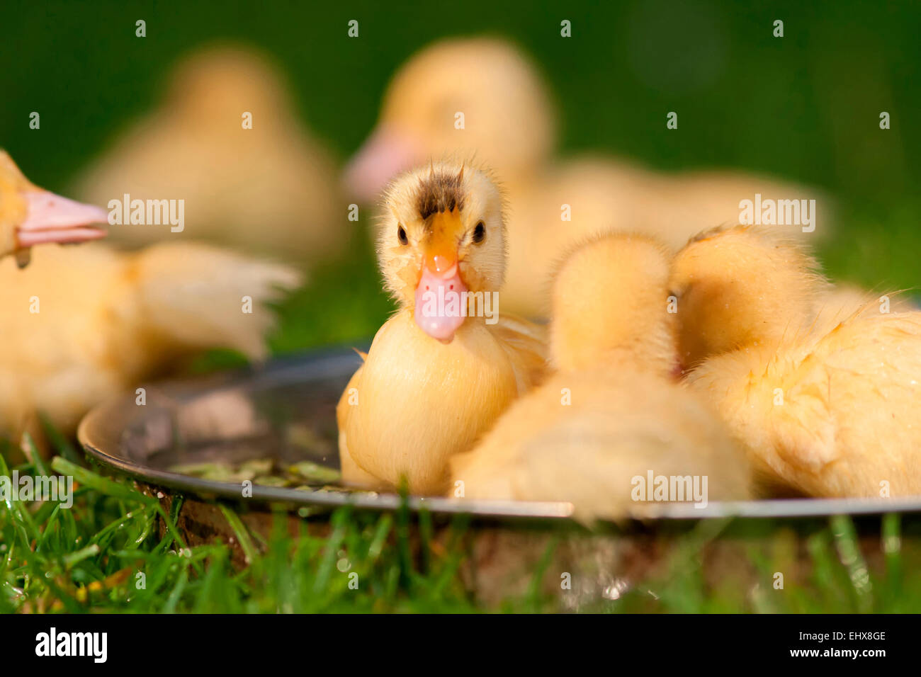 Muscovy Duck Cairina moschata Ducklings swimming dish filled water ...