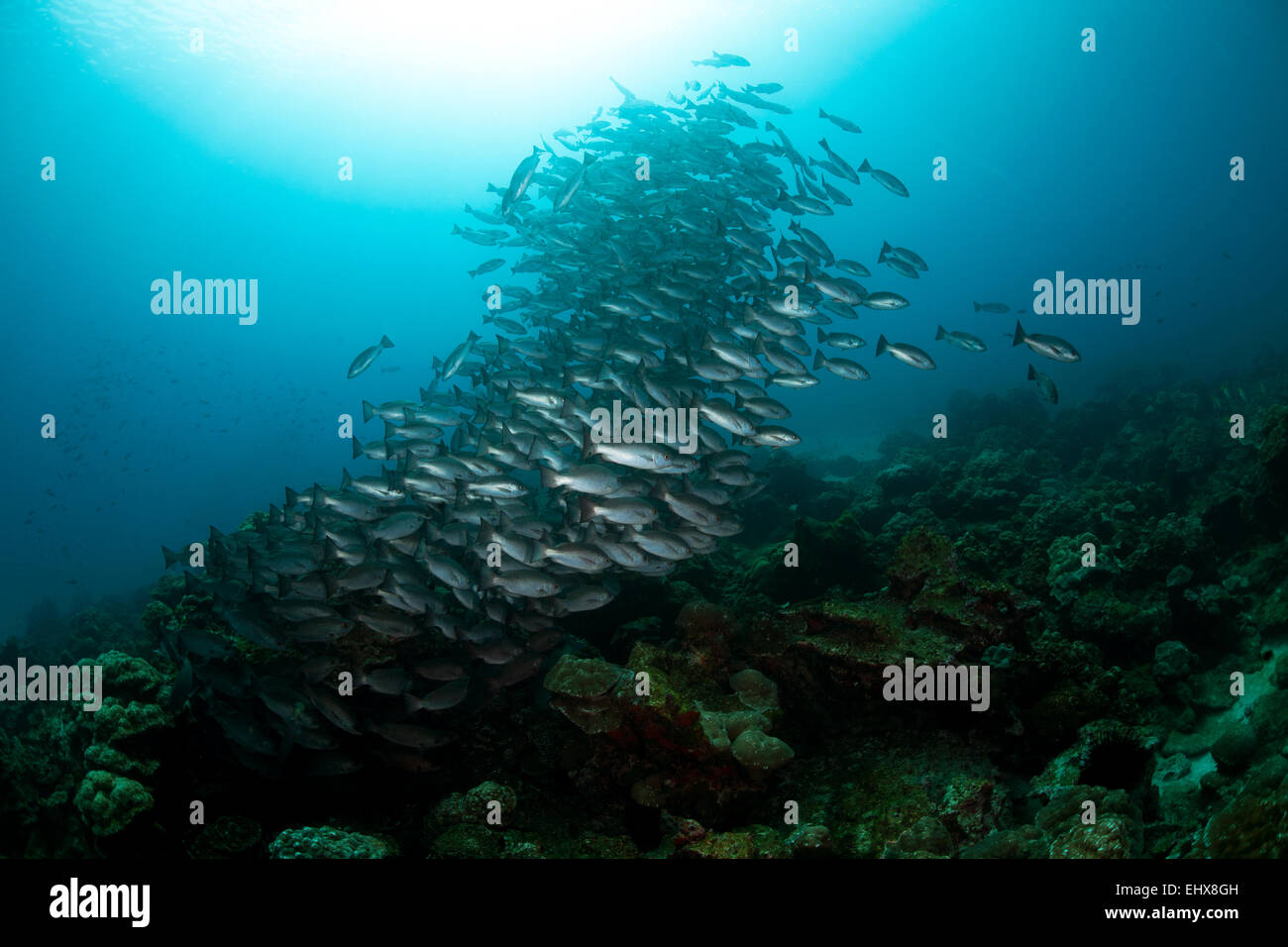 Jordan's snappers (Lutjanus jordani), Cocos Island, Costa Rica Stock ...