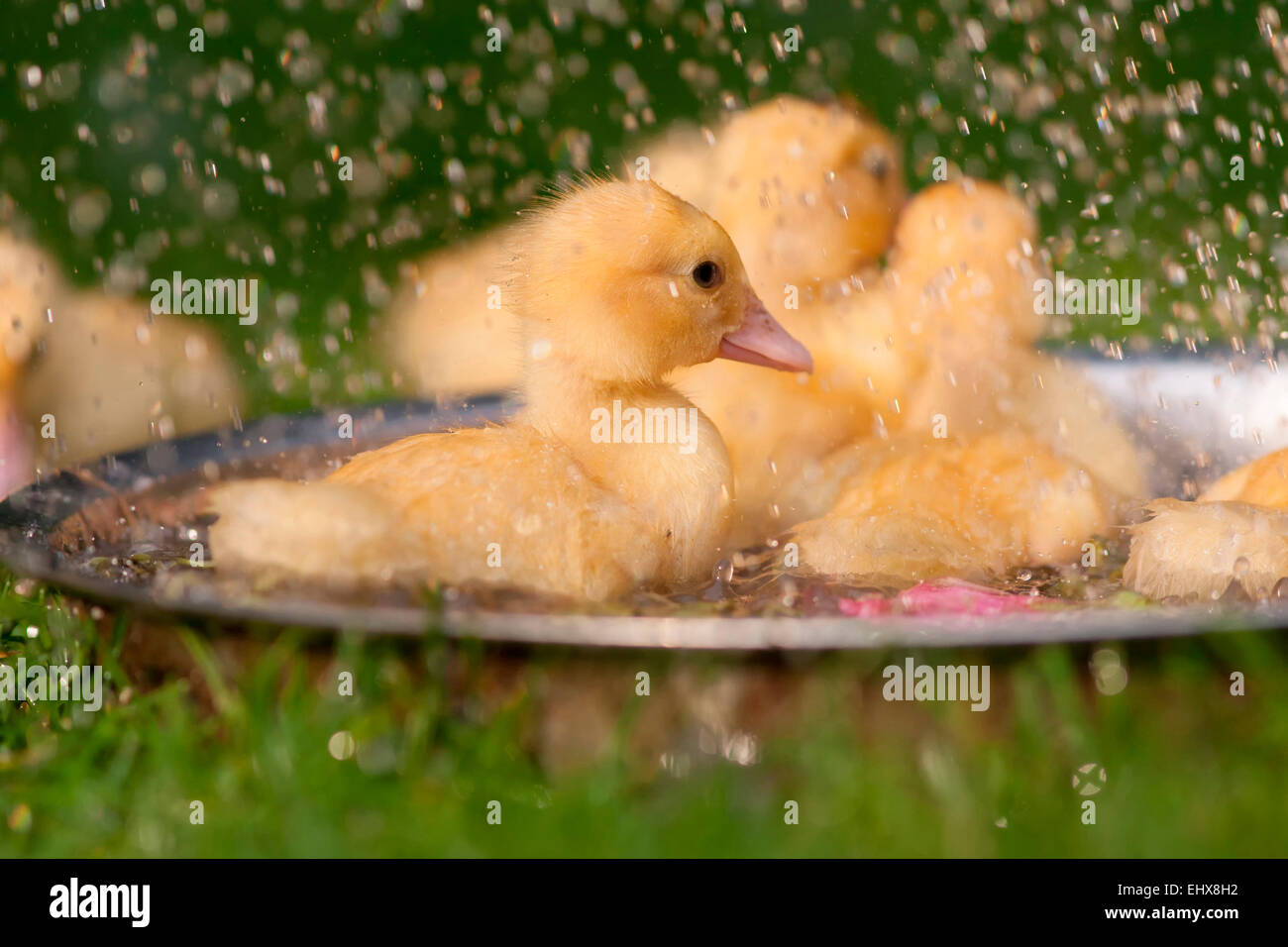 Muscovy Duck Cairina moschata Ducklings swimming dish filled water ...