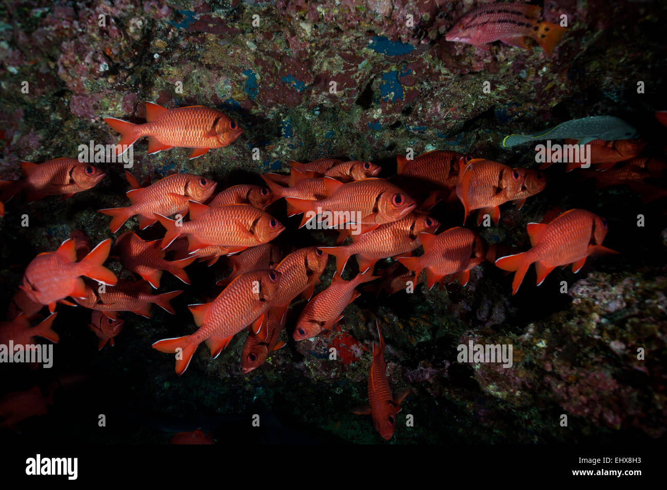 School of Pinecone Soldierfish (Myripristis murdjan), Cocos Island ...