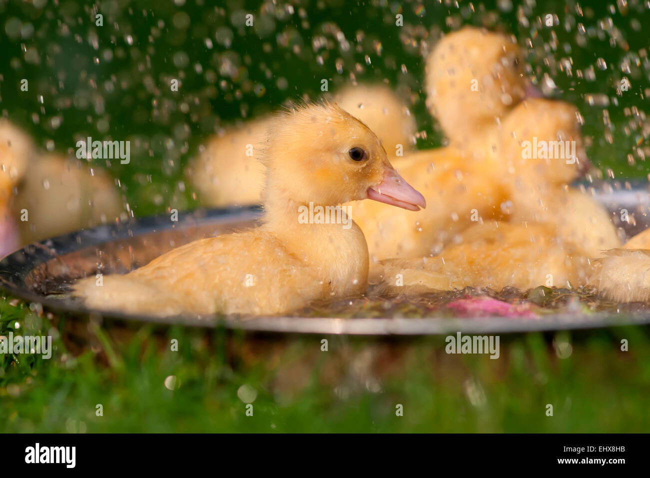 Muscovy Duck Cairina moschata Ducklings swimming dish filled water ...