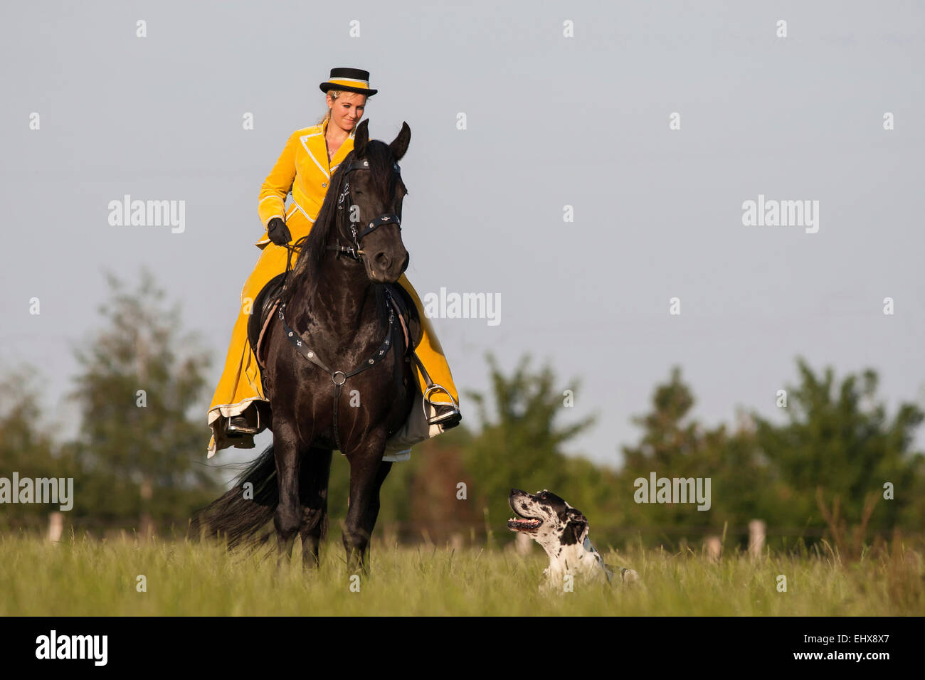 Friesian Horse Rider wearing baroque riding habit black Friesian Horse ...