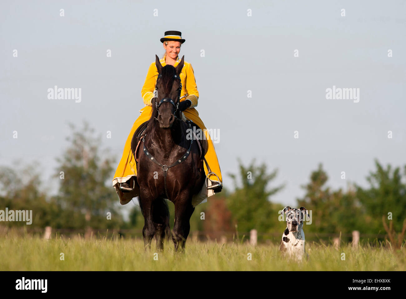 Friesian Horse Rider wearing baroque riding habit black Friesian Horse ...