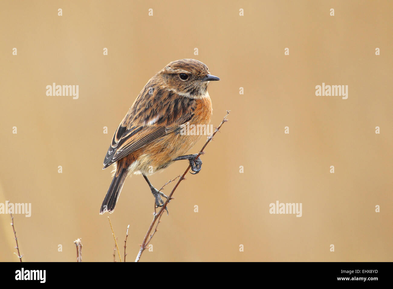 Female african stonechat hi-res stock photography and images - Alamy