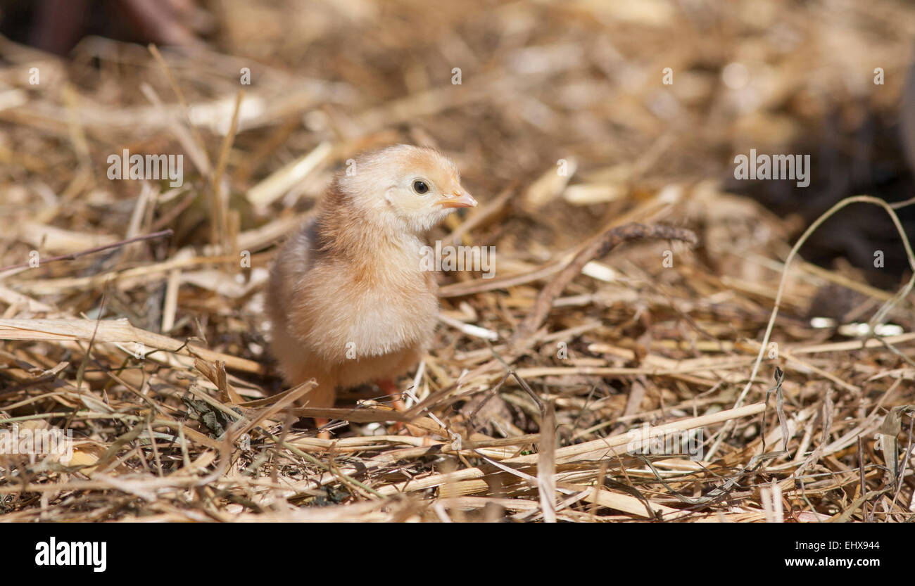 Domestic chicken Single chicken straw Germany Stock Photo - Alamy