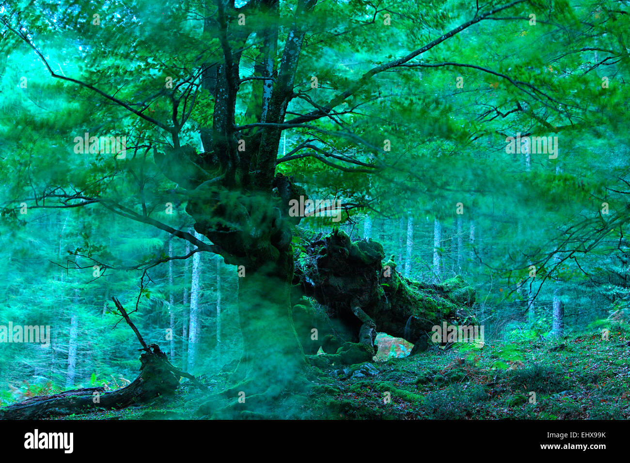 Spain, Gorbea Natural Park, Beech forest Stock Photo - Alamy