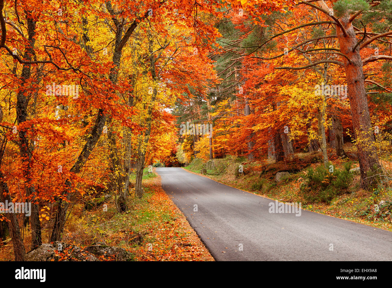 Spain, Zaragoza, Autmn in Dehesa del Moncayo Natural Park Stock Photo ...
