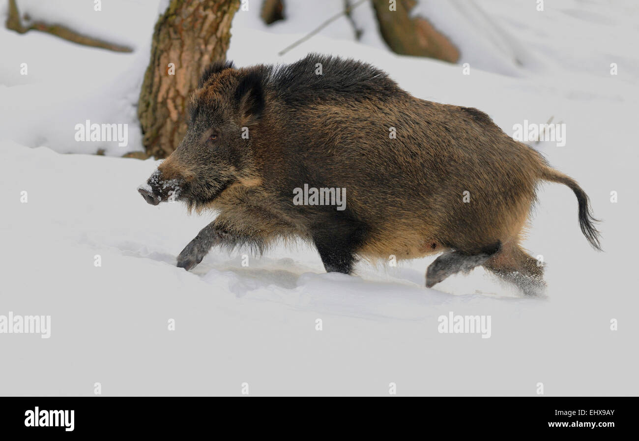 Wild boar (Sus scrofa) running through the snow, captive, North Rhine ...