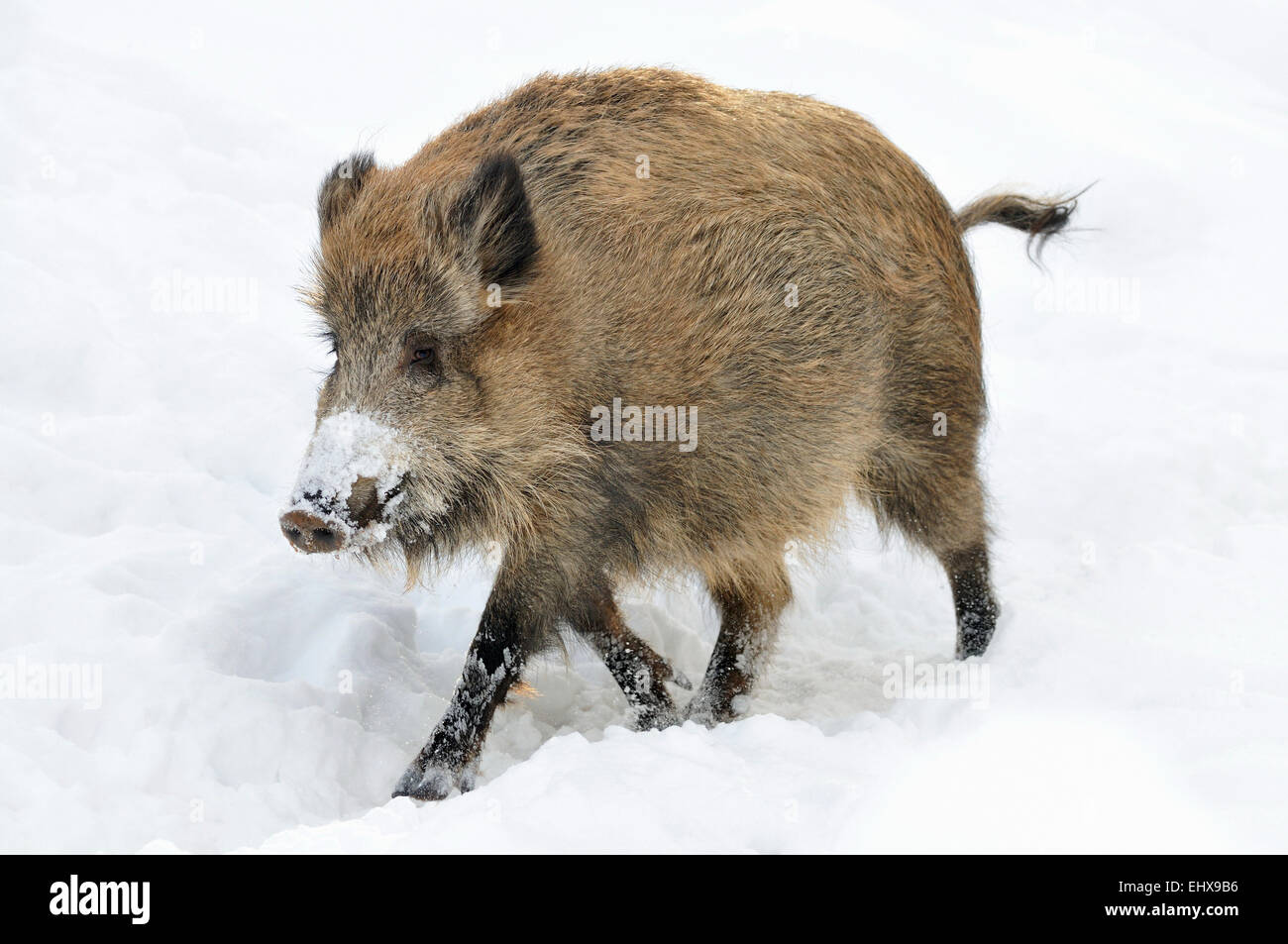 Wild boar (Sus scrofa) running through the snow, captive, North Rhine ...