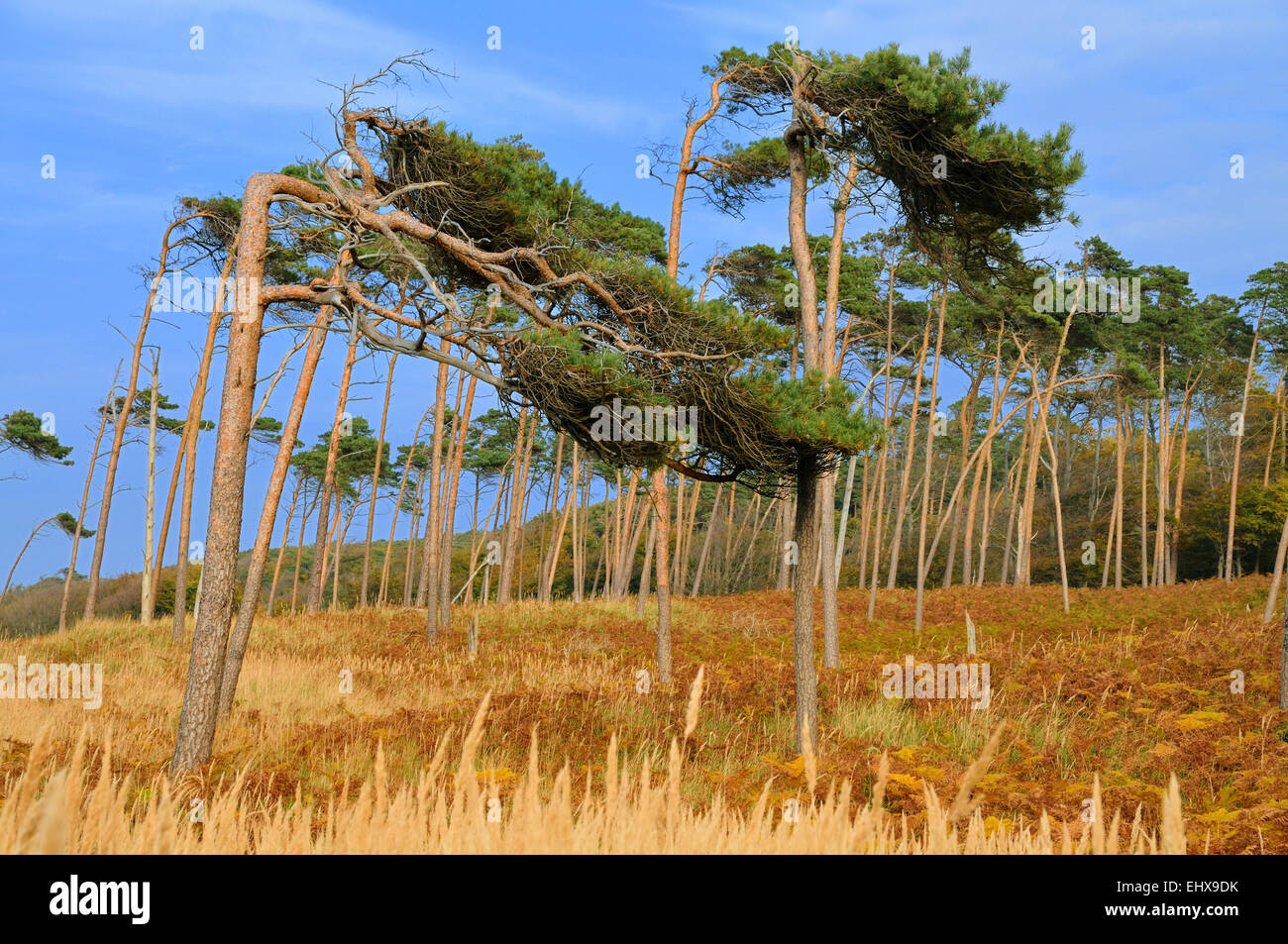 Crooked pine tree hi-res stock photography and images - Alamy
