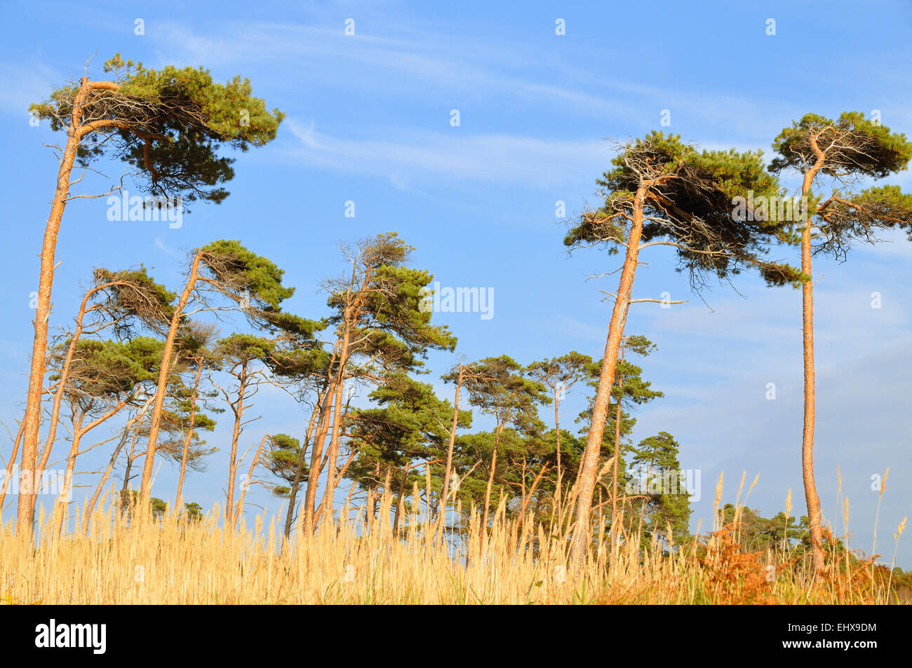 Pine (Pinus sylvestris), windswept tree on the western beach, Baltic ...