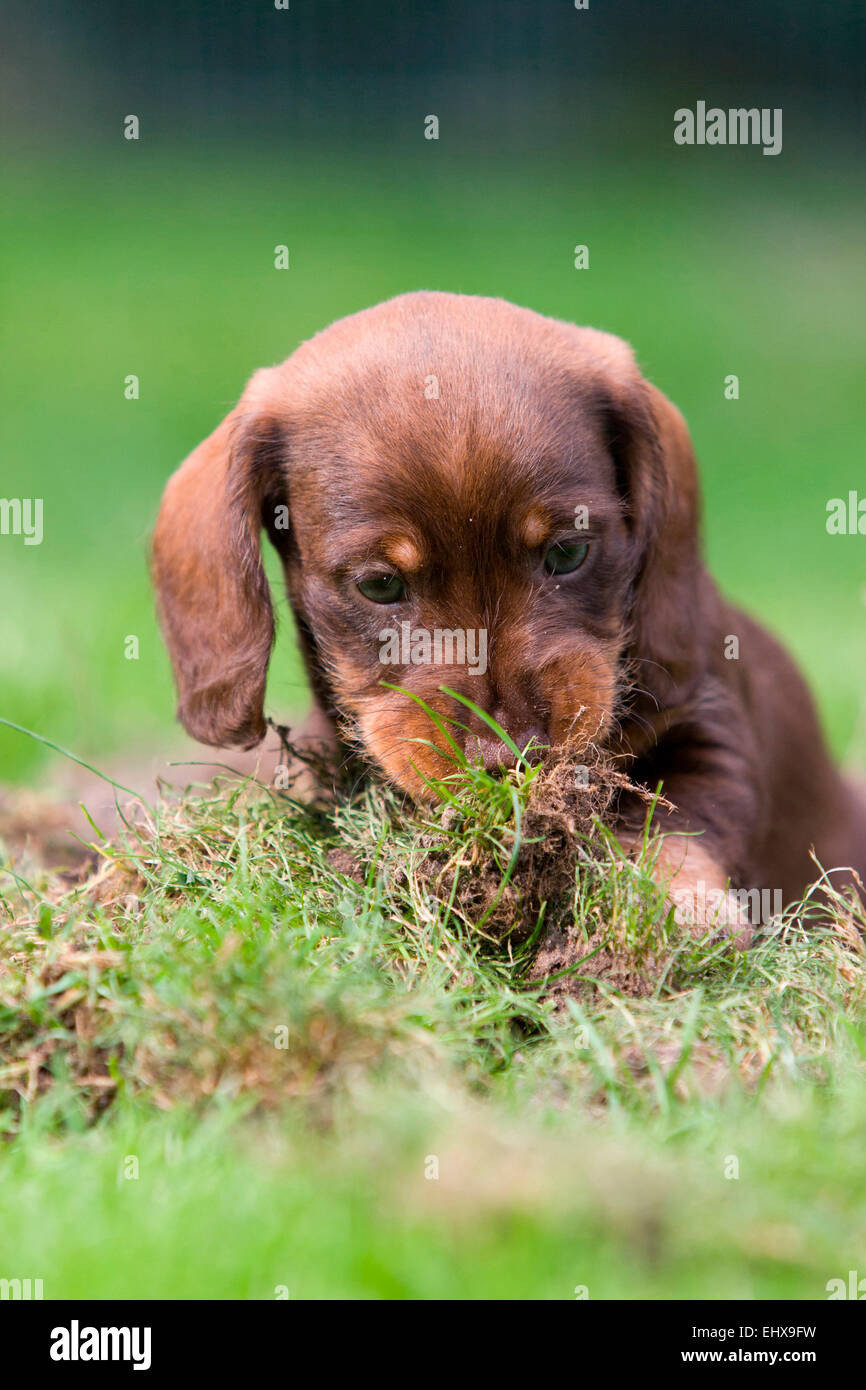Wire-haired Dachshund Puppy lawn digging Germany Stock Photo - Alamy