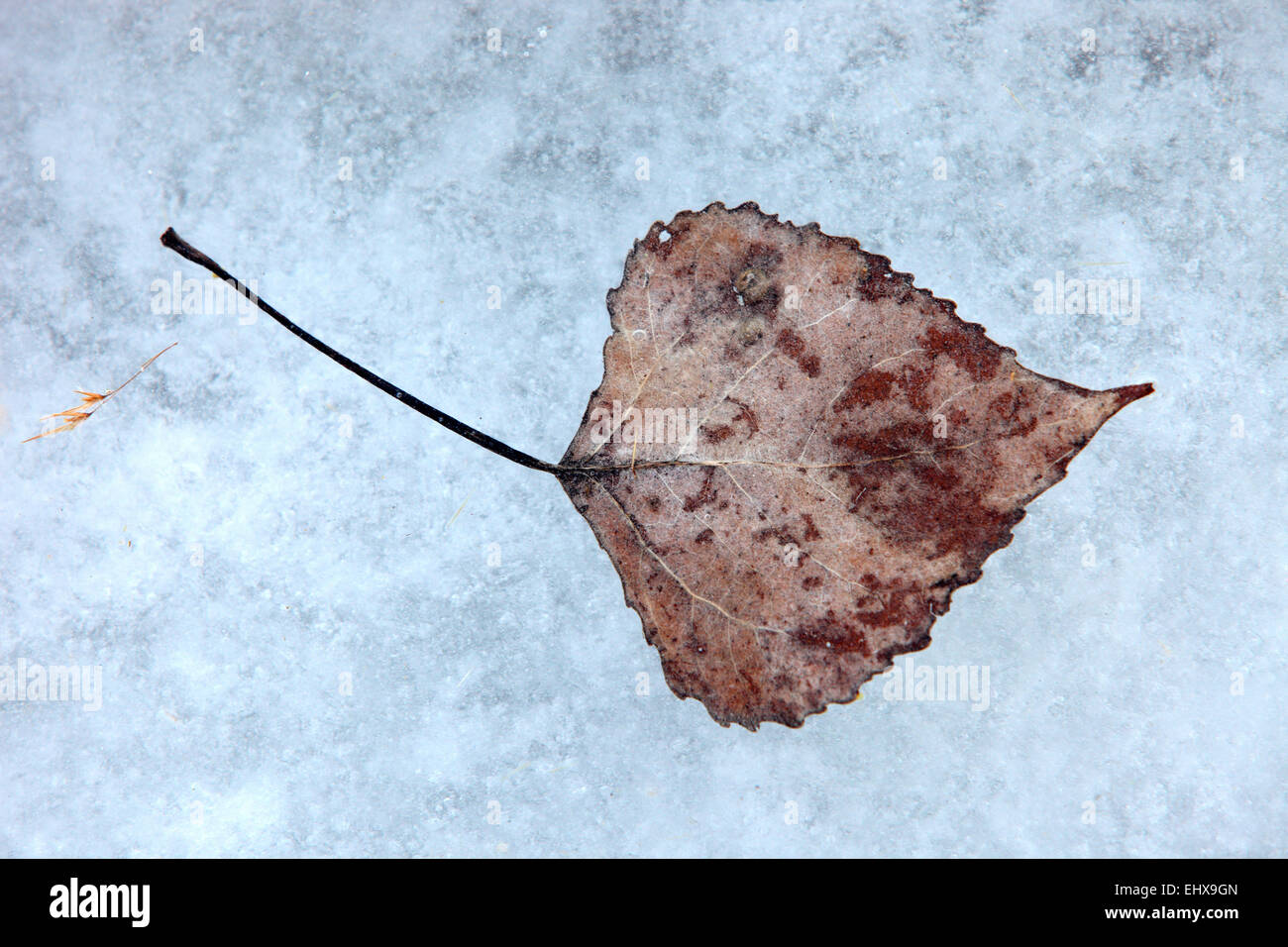 Leaf of poplar hi-res stock photography and images - Alamy