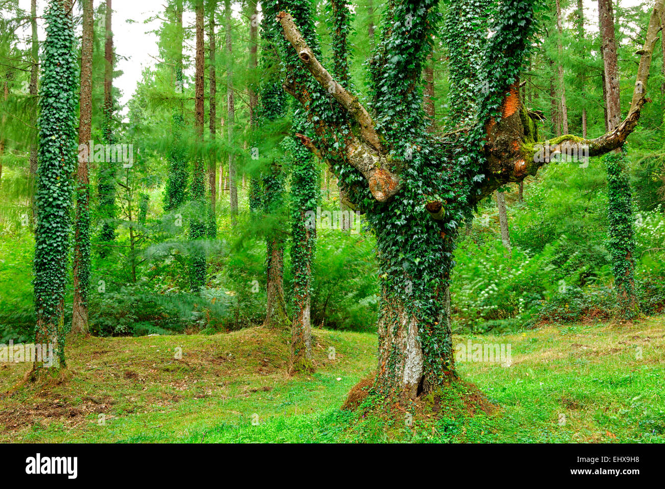 Spain, Trees at Urkiola Natural Park Stock Photo - Alamy