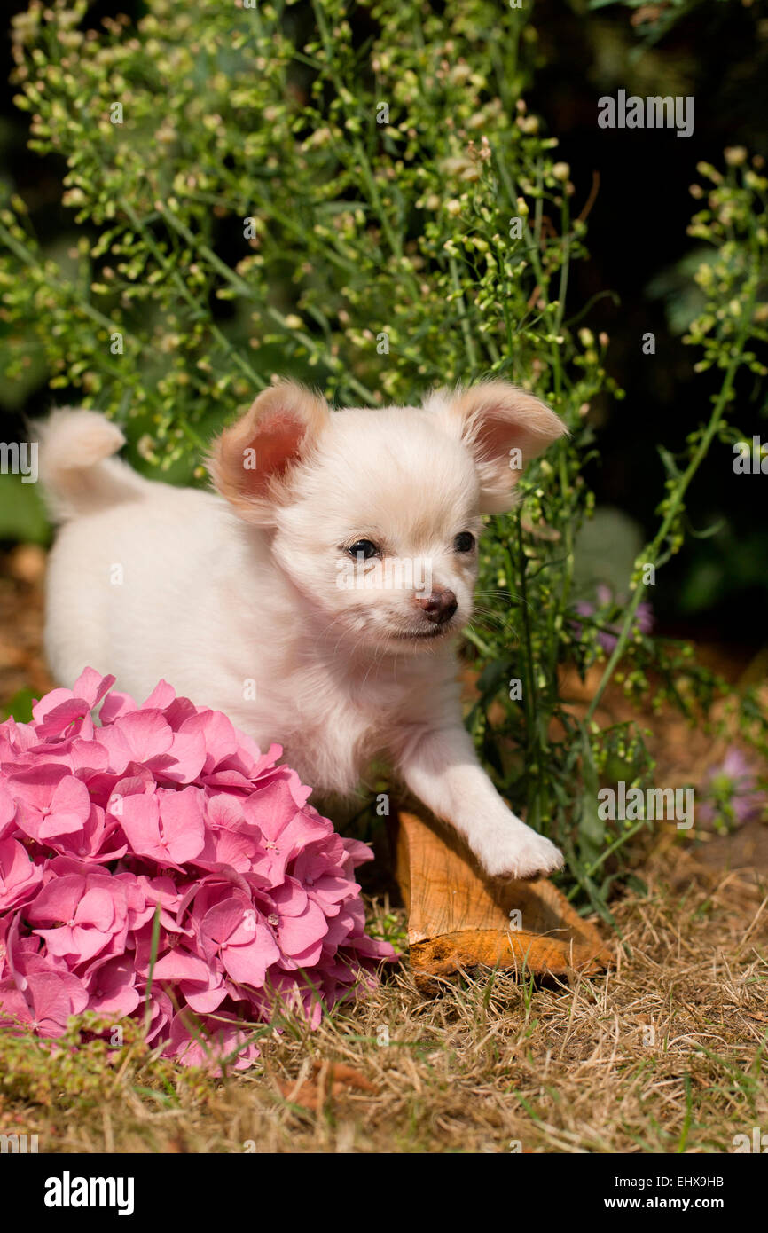 Chihuahua Longhaired puppy garden next Hydrangea flower Germany Stock ...