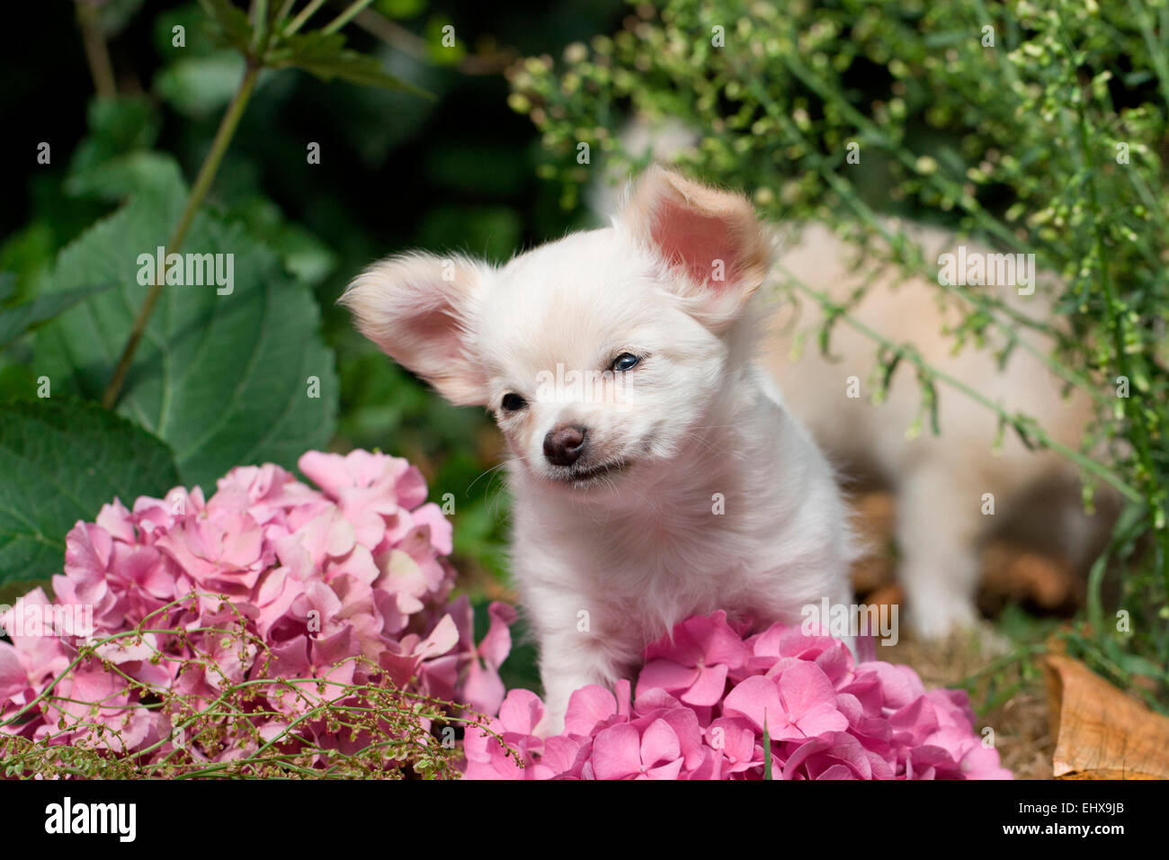 Chihuahua Longhaired puppy garden next Hydrangea flowers Germany Stock Photo - Alamy