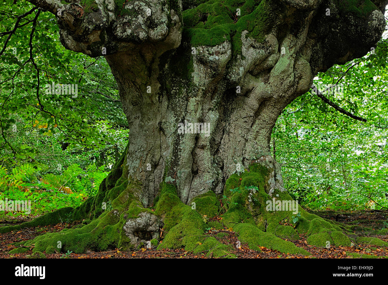 Spain, Trees at Urkiola Natural Park Stock Photo - Alamy