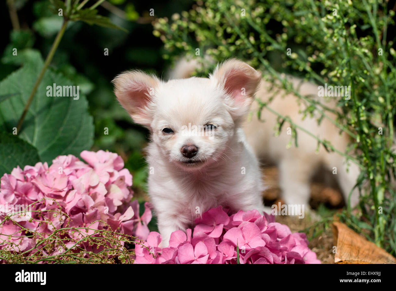 Chihuahua Longhaired puppy garden next Hydrangea flowers Germany Stock ...